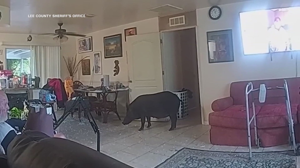 Florida deputies deal with boar inside home, followed by standoff ...