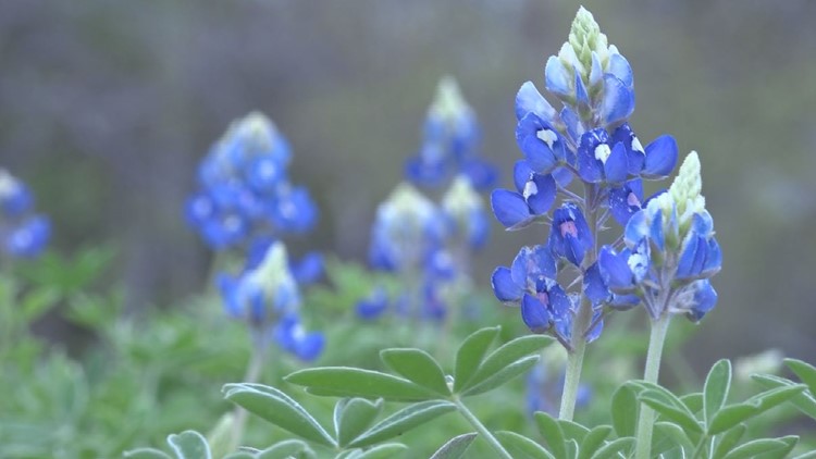 The legend of the bluebonnet | wfaa.com