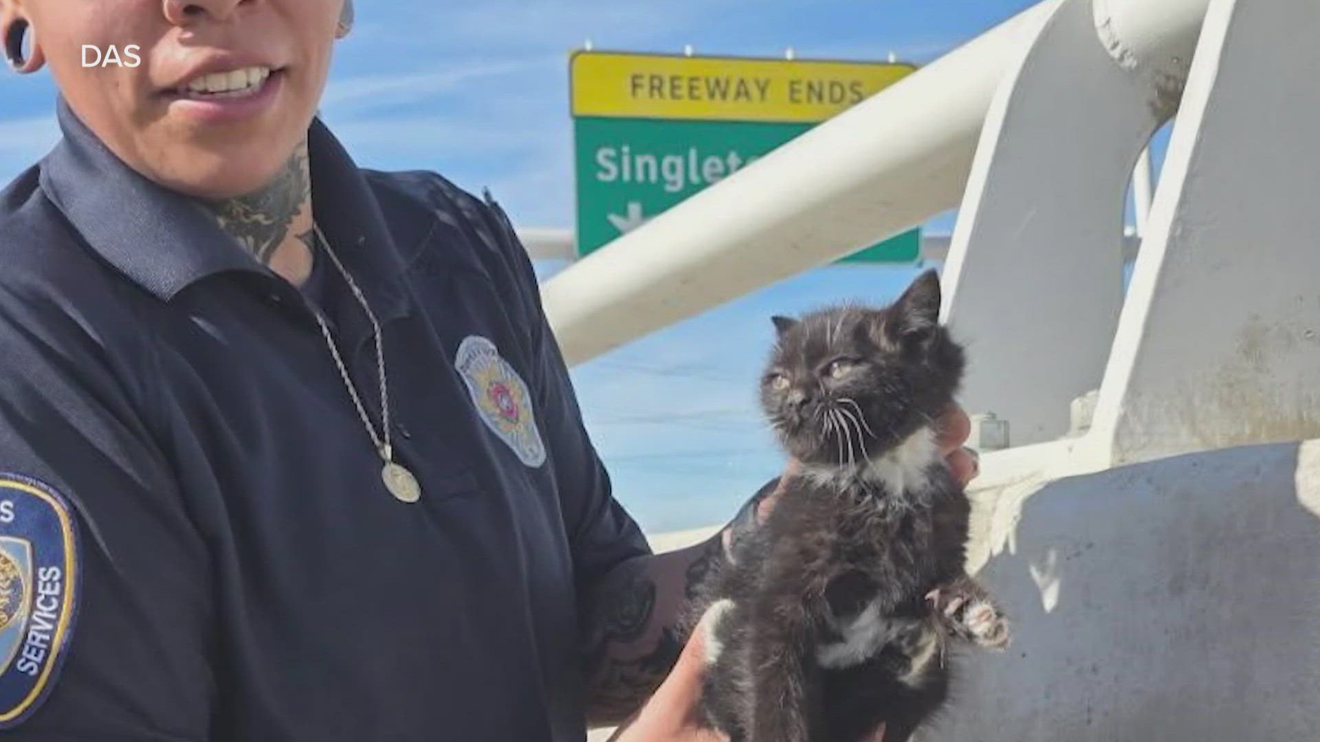 Cat rescued from Margaret Hunt Hill bridge in Dallas | wfaa.com