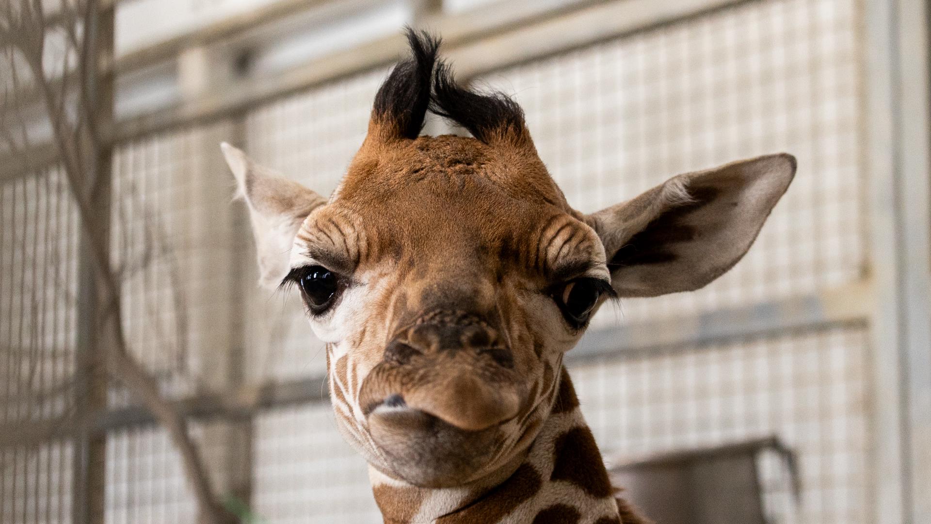 Dallas Zoo announces birth of baby giraffe | wfaa.com