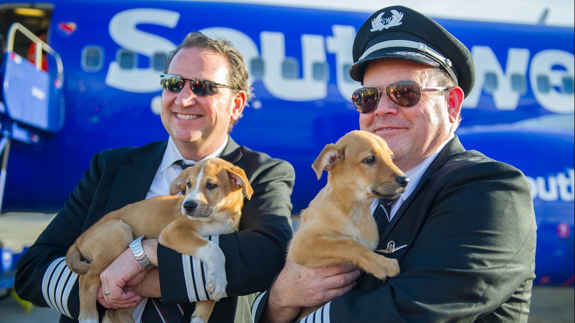 Southwest Airlines rescues 62 stray dogs, cats from Puerto Rico | wfaa.com