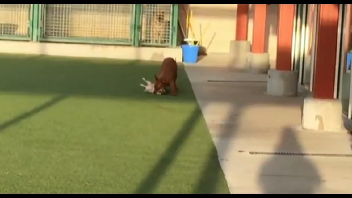 VIDEO: No workers in sight as pit bull attacks dog at animal shelter ...
