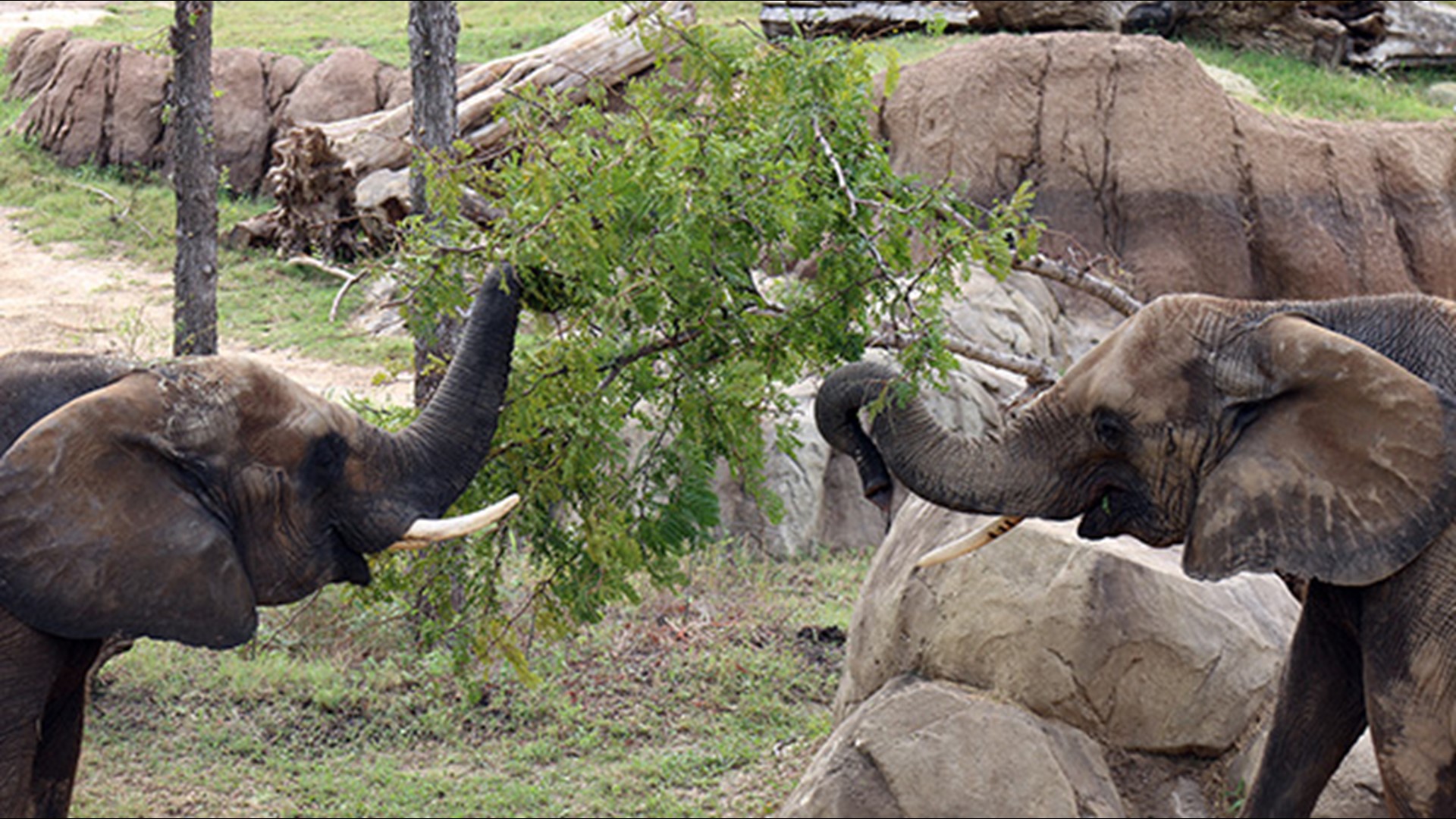 Getting rid of your greenery? Donate it to the Dallas Zoo | wfaa.com