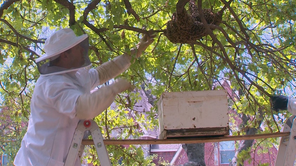 Spring brings swarms of bees to North Texas backyards | wfaa.com