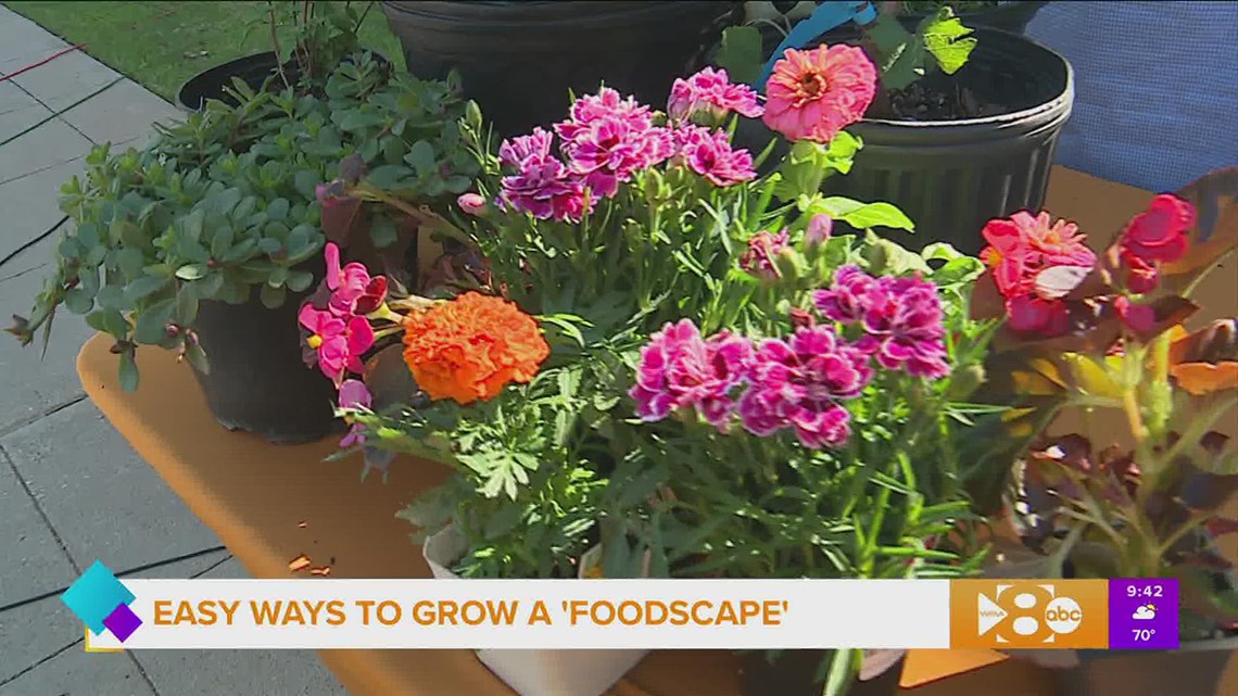 Easy ways to grow a "Foodscape" | wfaa.com