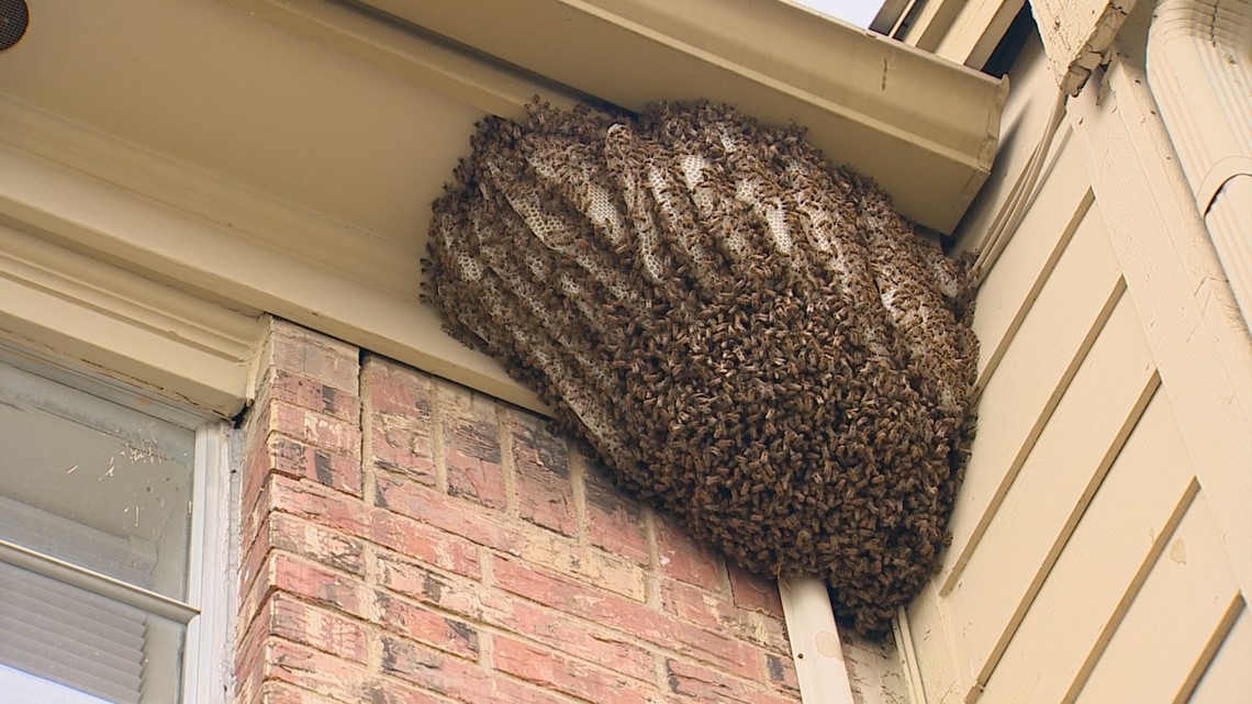 Basketball-sized bee's nest has Dallas apartment residents worried ...