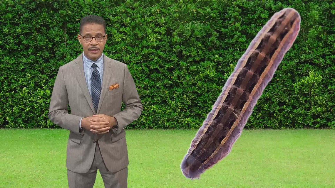 Army worms are wrecking havoc on North Texas lawns. Here's how to fight ... Army worms are wrecking havoc on North Texas lawns. Here's how to fight ...