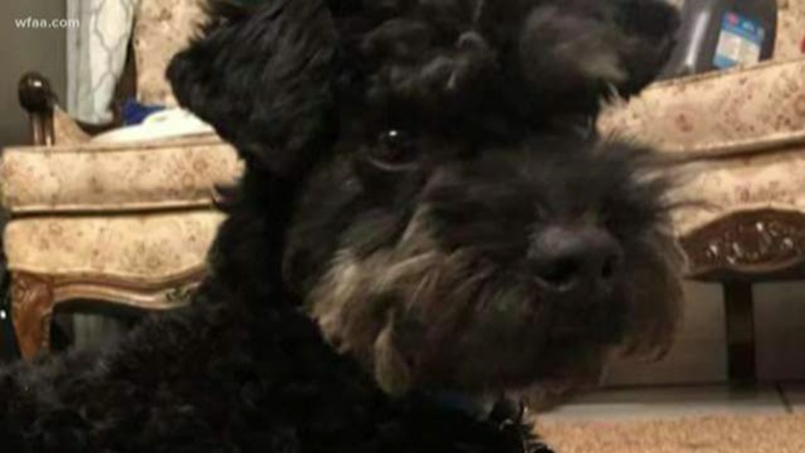 Homeowner shoots pit bull who mauled and killed family pet in Oak Cliff ...