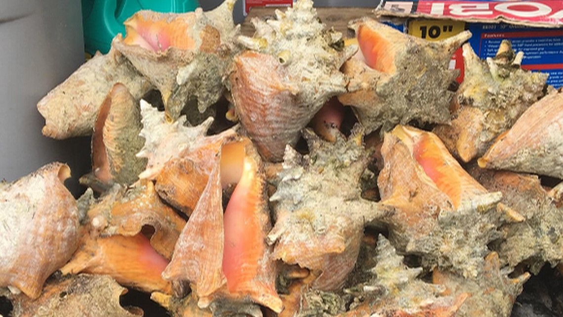 Dallas mom going to jail for taking queen conch seashells | wfaa.com