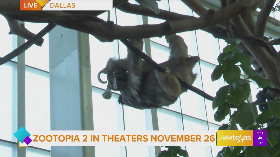 Zootopia 2 in Theaters November 26 | wfaa.com