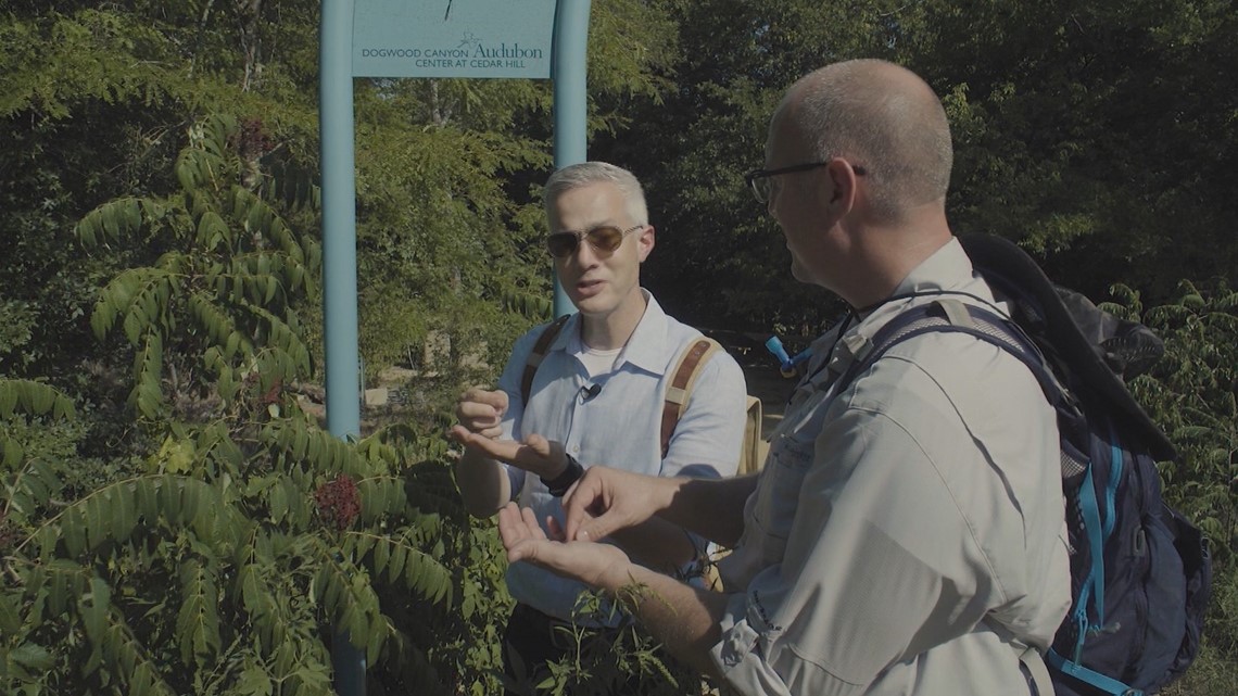 Verify: What can you eat foraging in North Texas? | wfaa.com