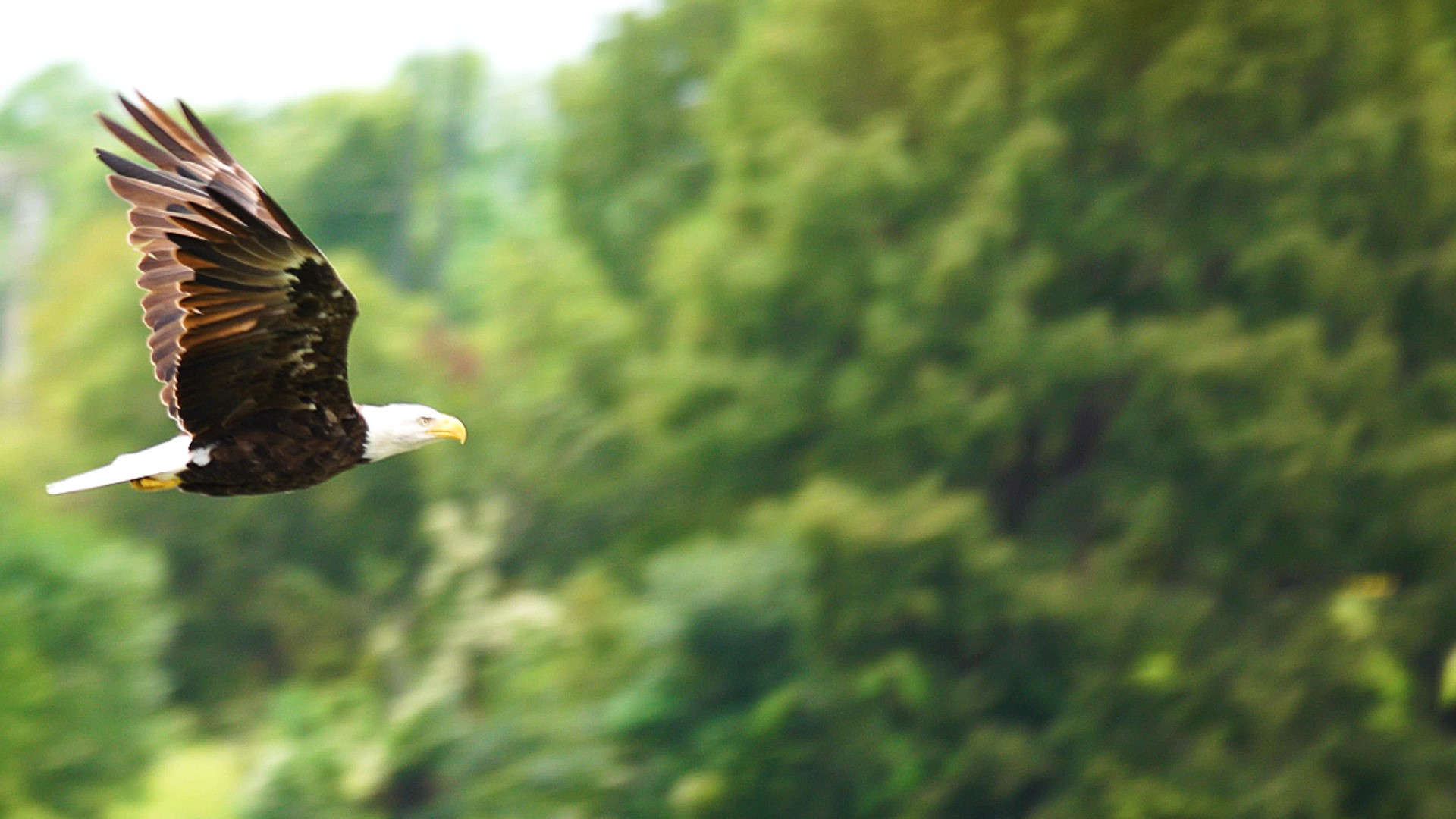 Parakeets: The enduring mystery at Dallas’ White Rock Lake | wfaa.com