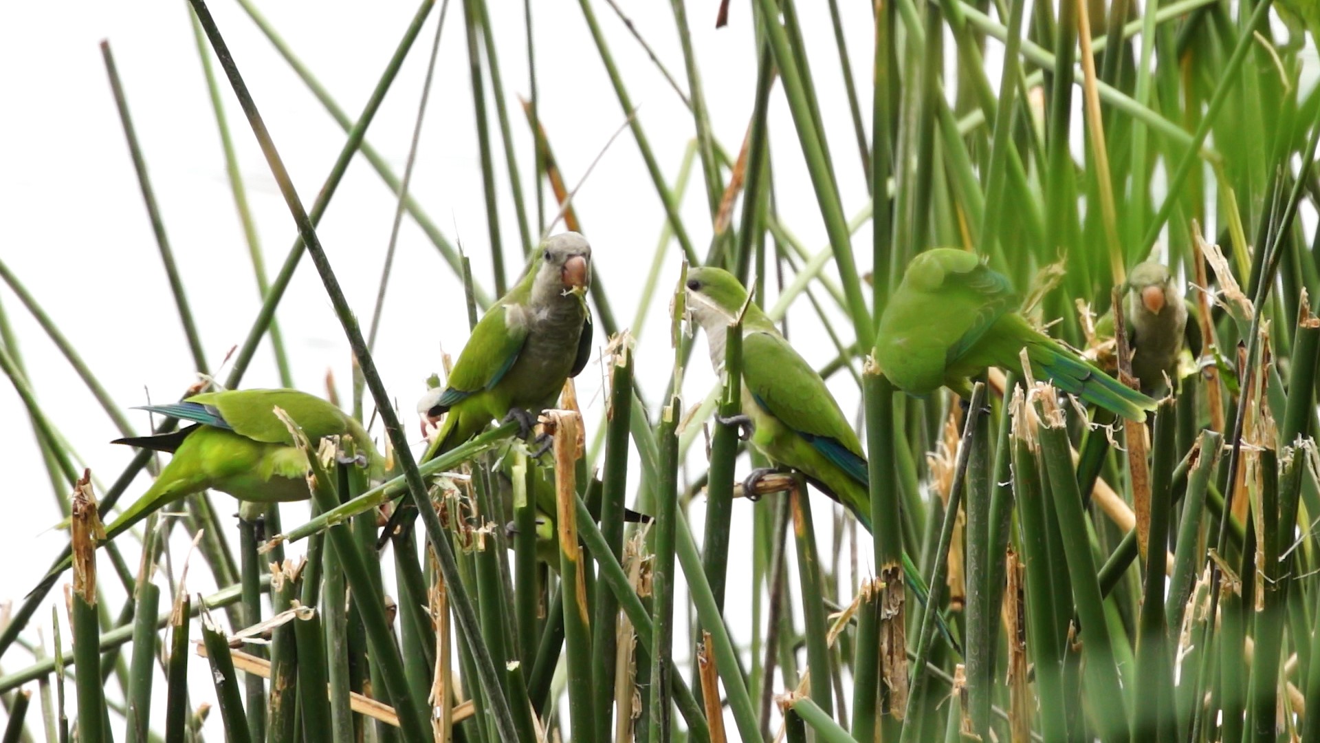 Parakeets: The enduring mystery at Dallas’ White Rock Lake | wfaa.com