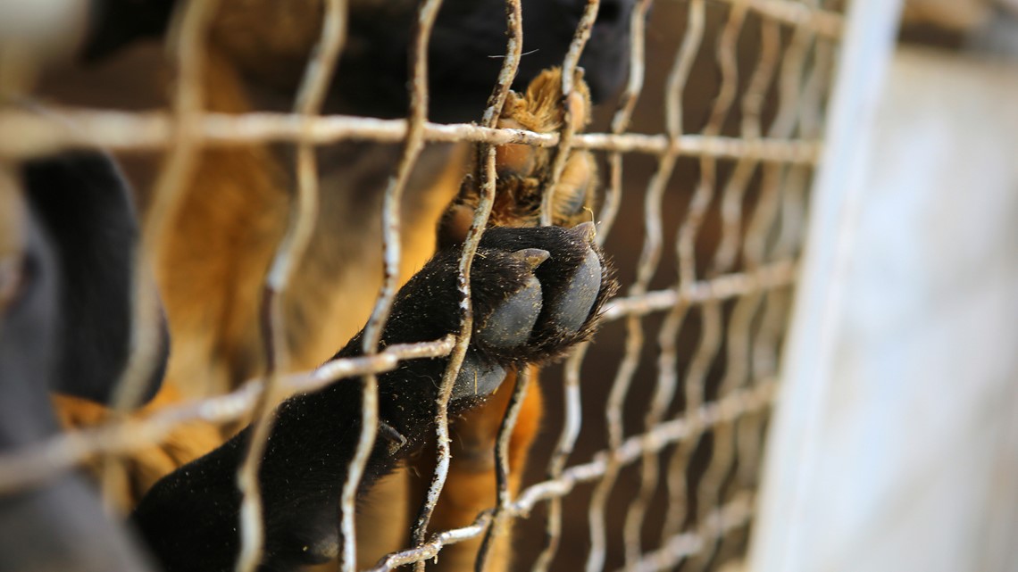 75 animals rescued from Dallas County property, city of Ferris ...