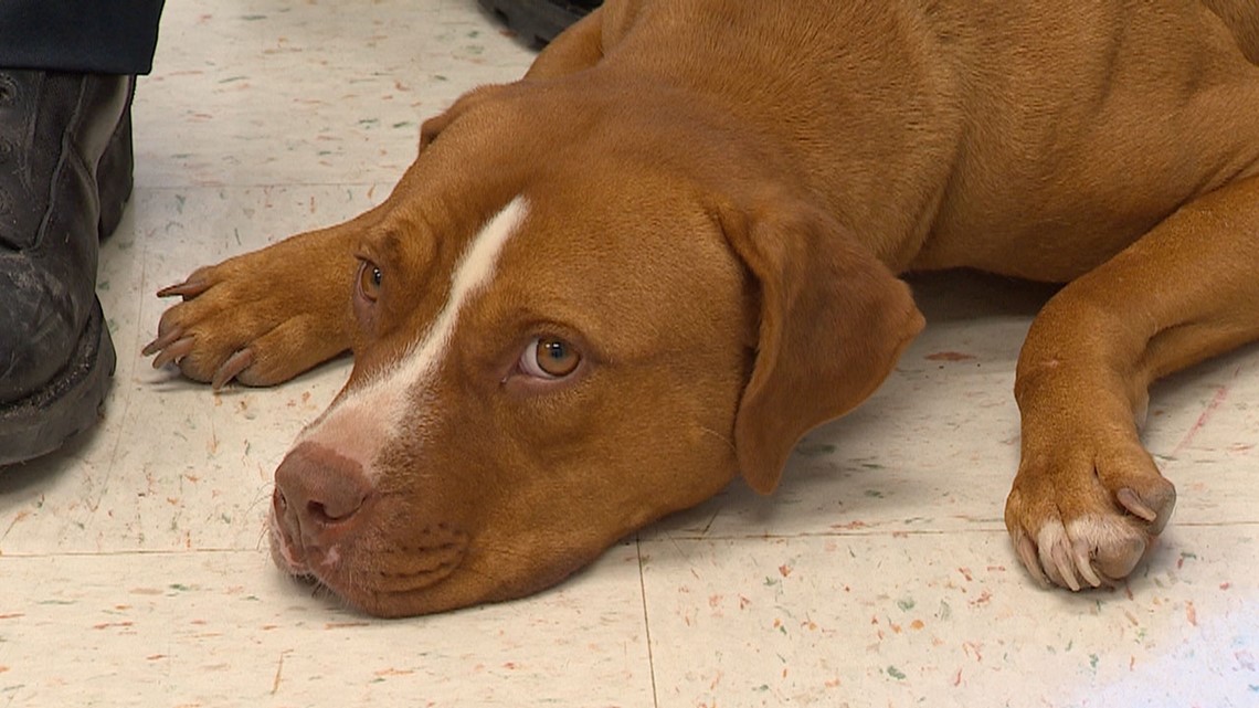 Dog gets second chance with Ferris ISD Police | wfaa.com