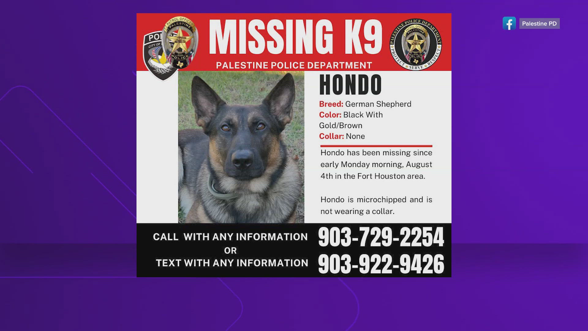 Palestine police continue search for missing K-9 | wfaa.com