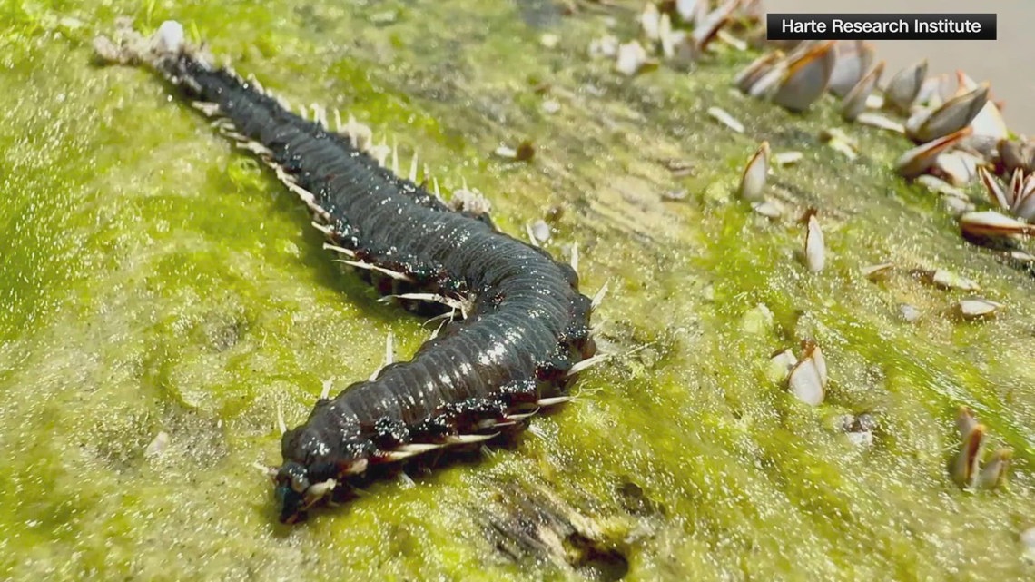 Heading to the beach this Labor Day? Watch out for this worm with venom ...