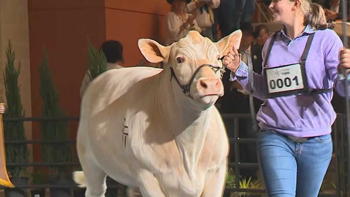 State Fair's Grand Champion steer sells for record $150K | wfaa.com