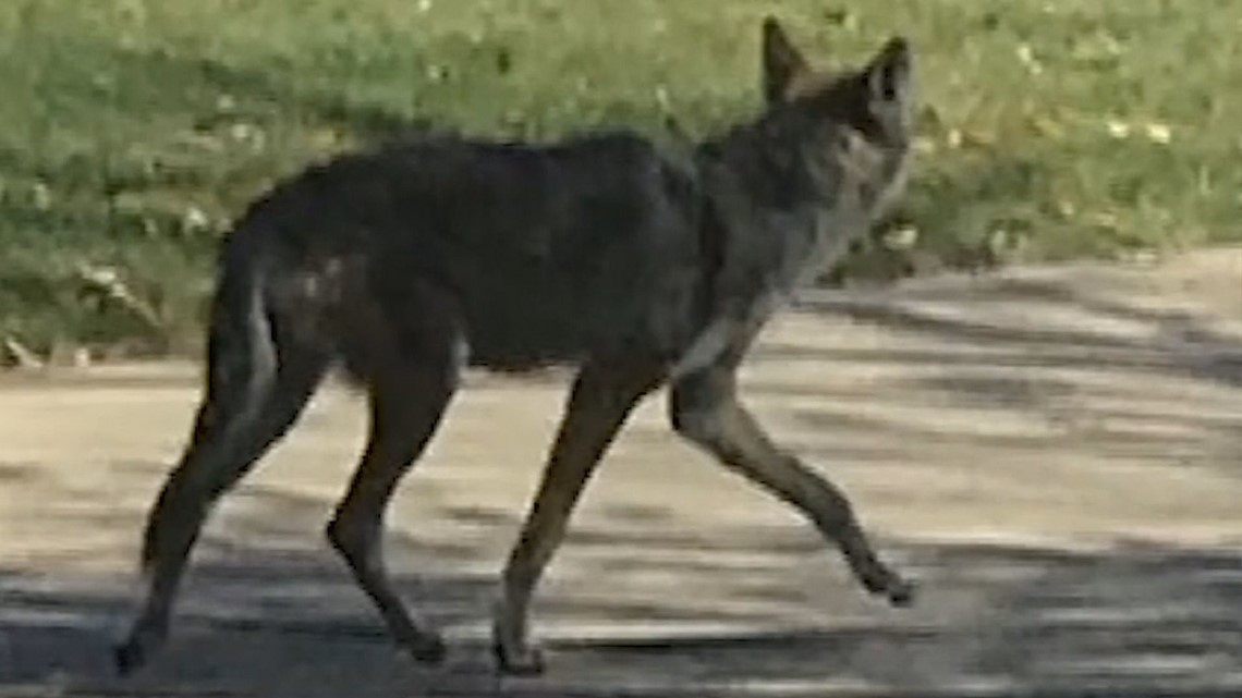 Frisco residents on edge after aggressive coyote sightings | wfaa.com