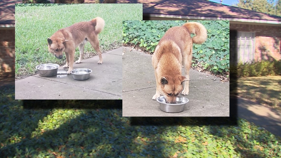 Dallas neighborhood unites to rescue stray dog named Rambo | wfaa.com