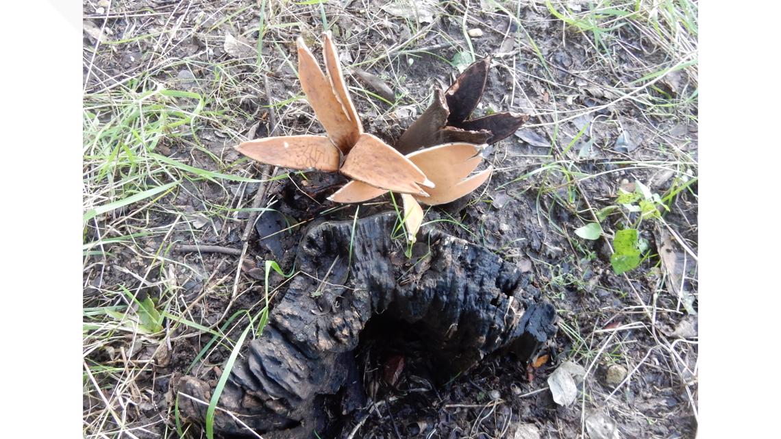 The official Texas state mushroom: Chorioactis geaster | wfaa.com