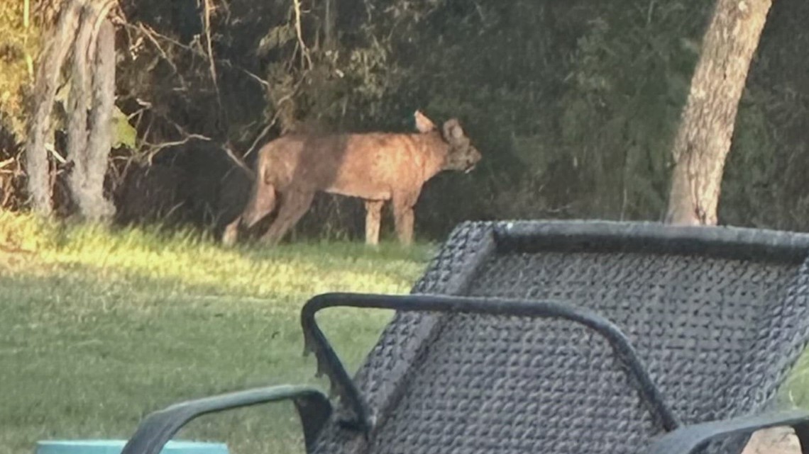 What is that?? Texas neighborhood baffled by mysterious creature | wfaa.com