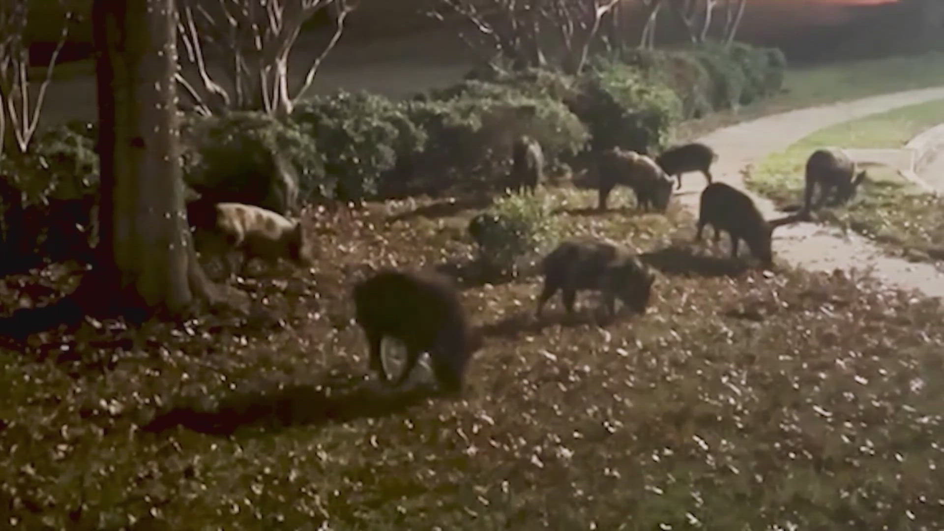 Feral hogs dig up yards near Coppell, causing damage | wfaa.com