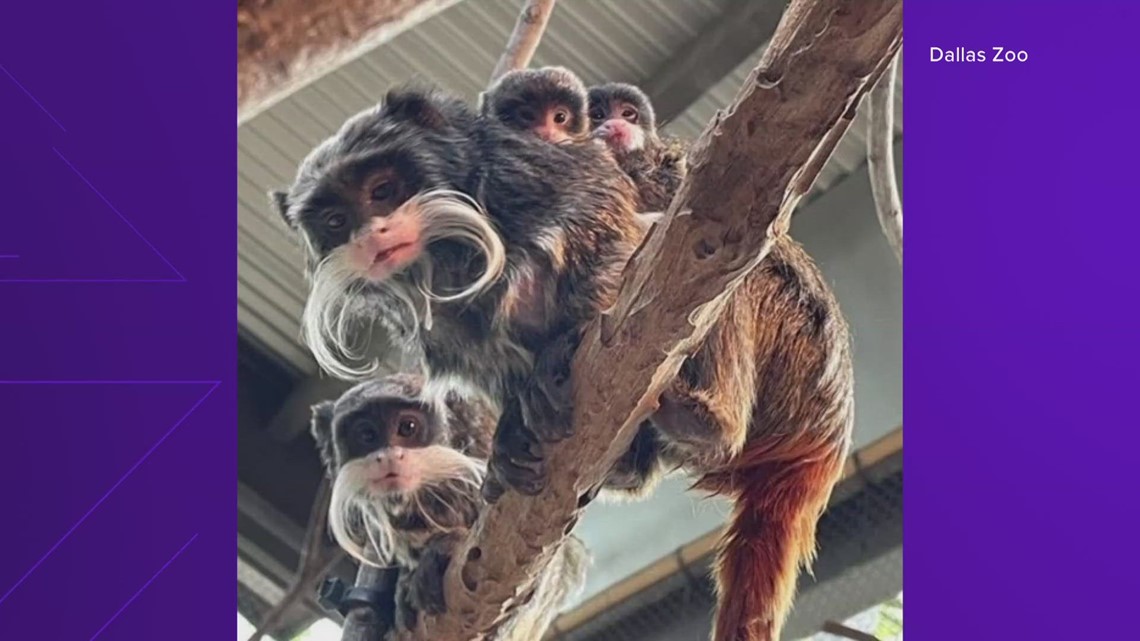 Dallas Zoo welcomes two new baby emperor tamarin monkeys: Meet Chico ...