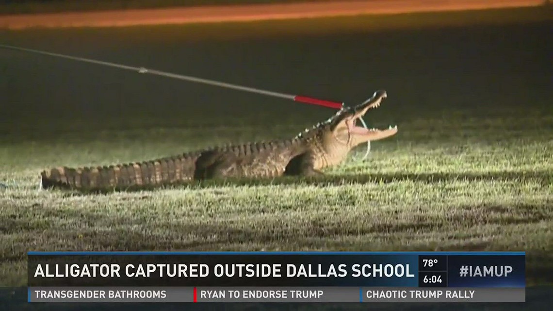 Alligator captured outside Dallas school | wfaa.com