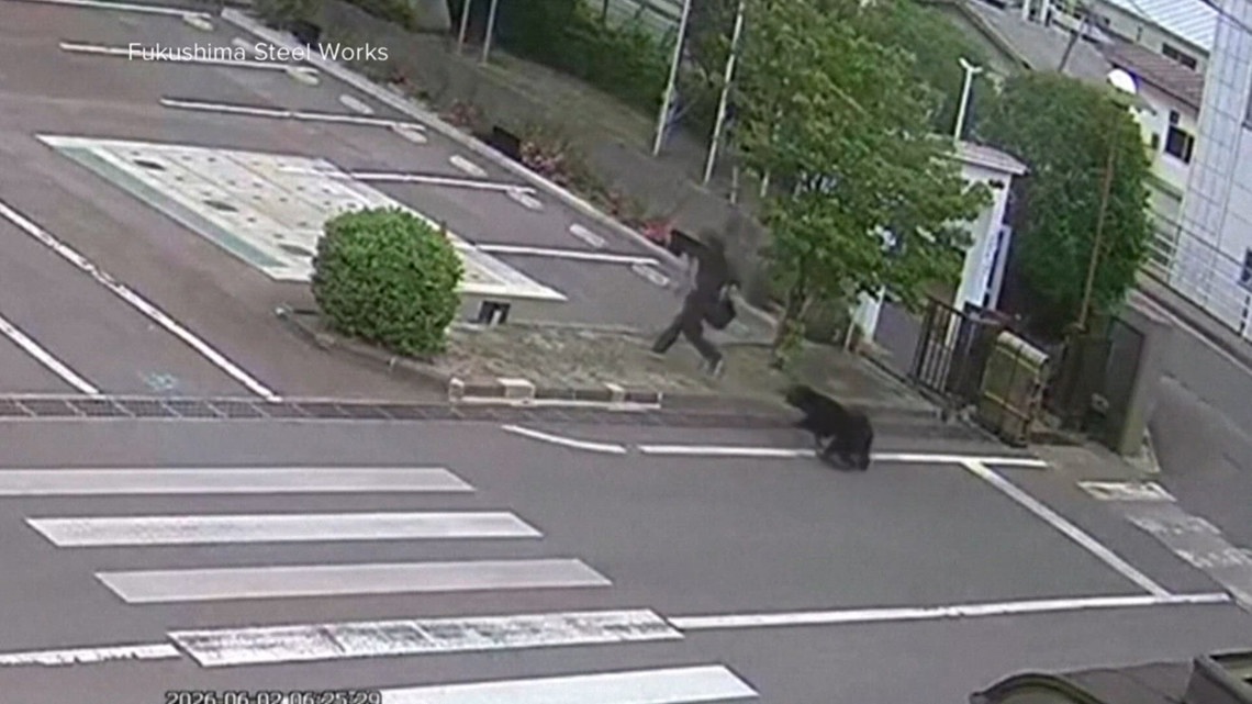 Bear chase caught on camera | wfaa.com