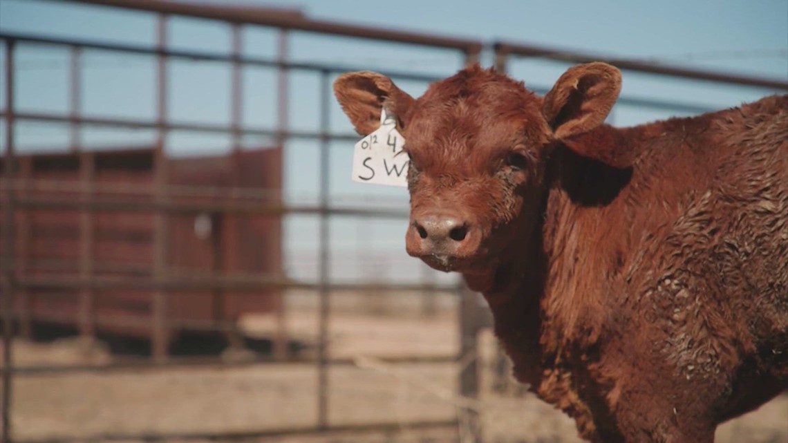 Texas Wildfires: Cattle ranchers face struggles in the Panhandle | wfaa.com
