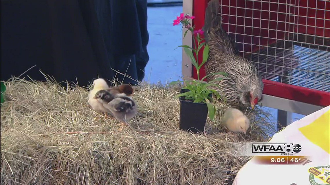 Chickens, Chickens Everywhere! | wfaa.com