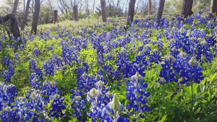 MAP: 8 spots to take bluebonnet pictures in North Texas | wfaa.com