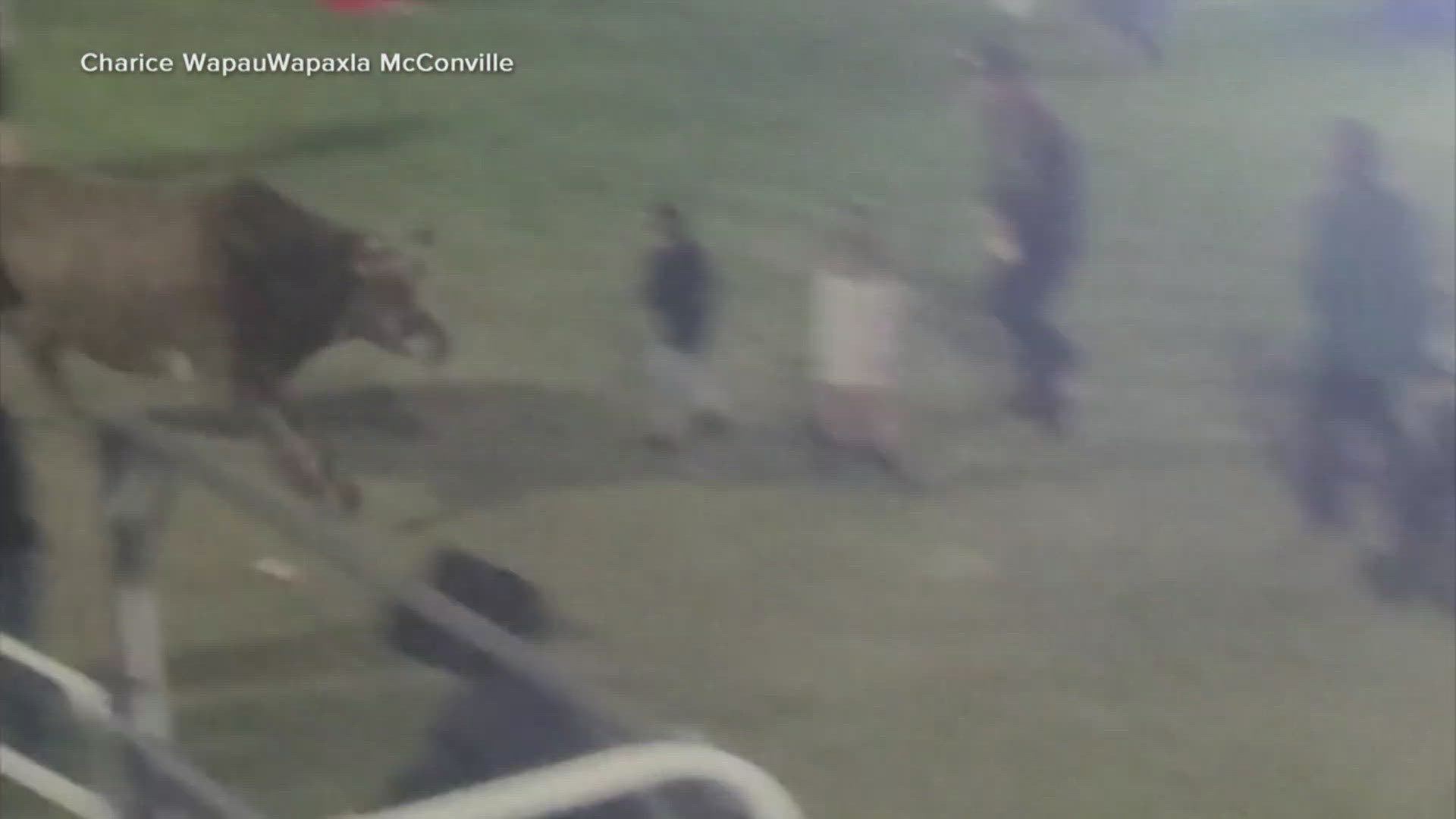 4 injured after bull jumped over arena fence at a rodeo | wfaa.com