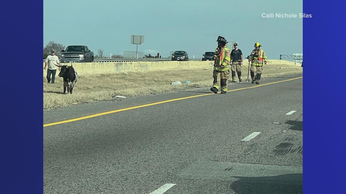 Parts of Texas highway shut down after longhorns got loose | wfaa.com