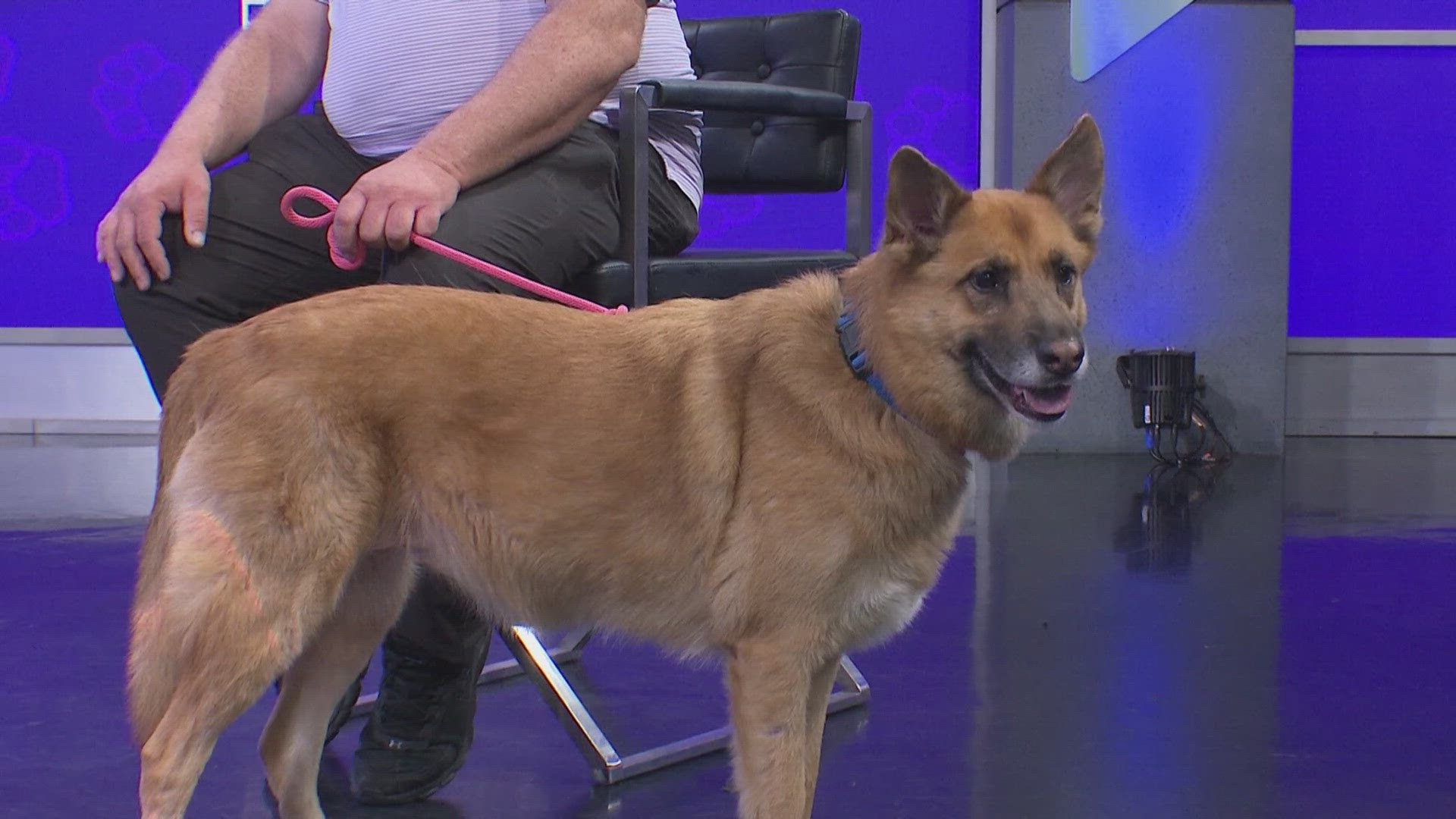 Fort Worth Zoo touts successful breeding of endangered species | wfaa.com