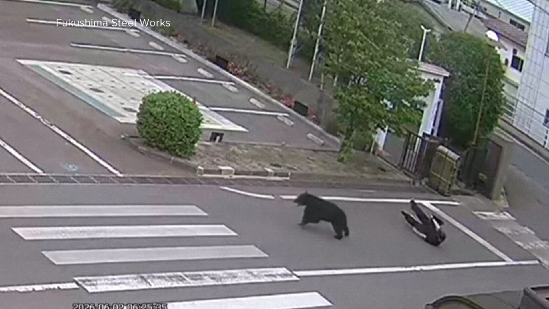 Video shows rampaging bear attacking people in Japan | wfaa.com
