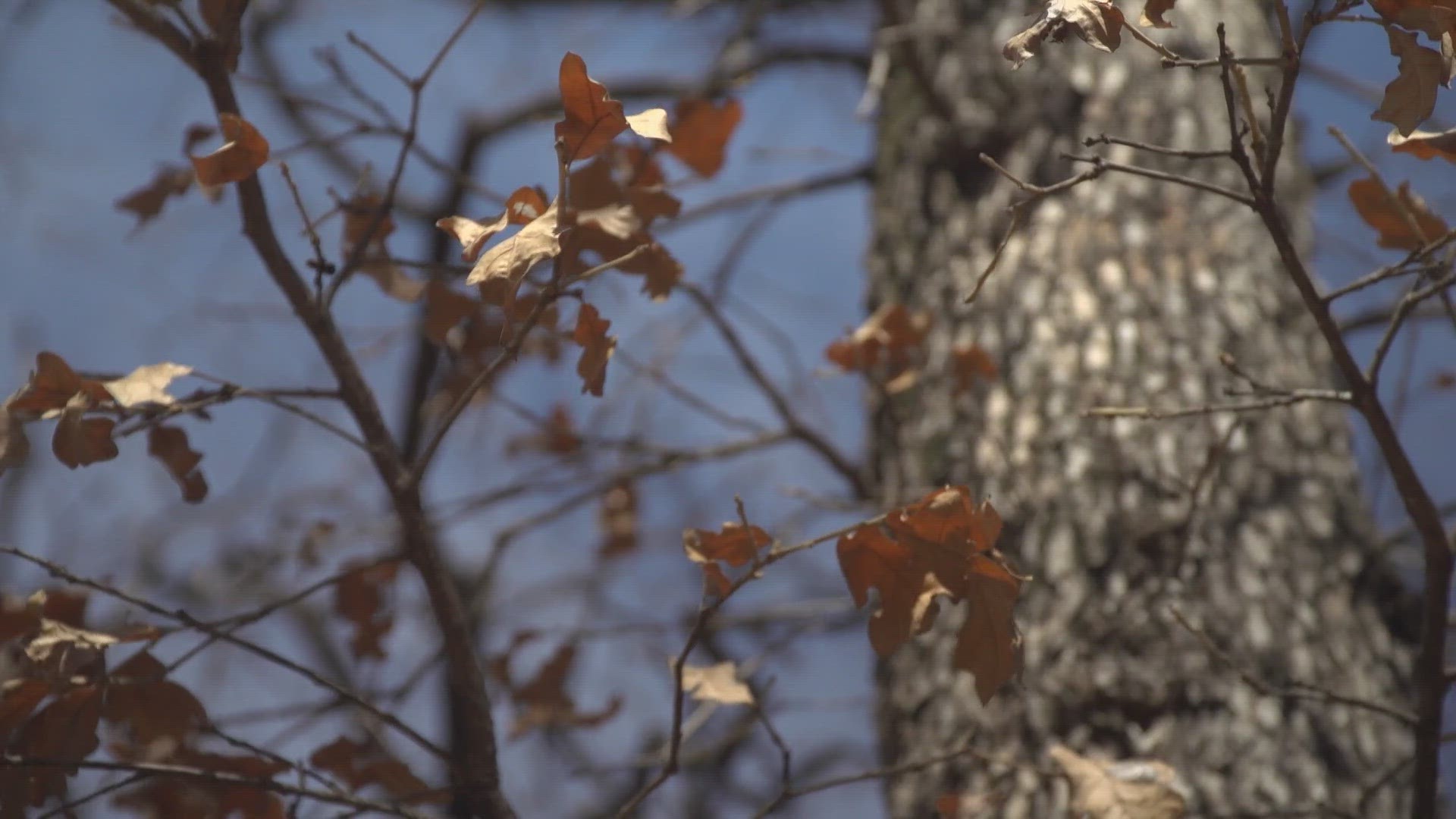 How DFW's warm February weather may be impacting trees and shrubs ...