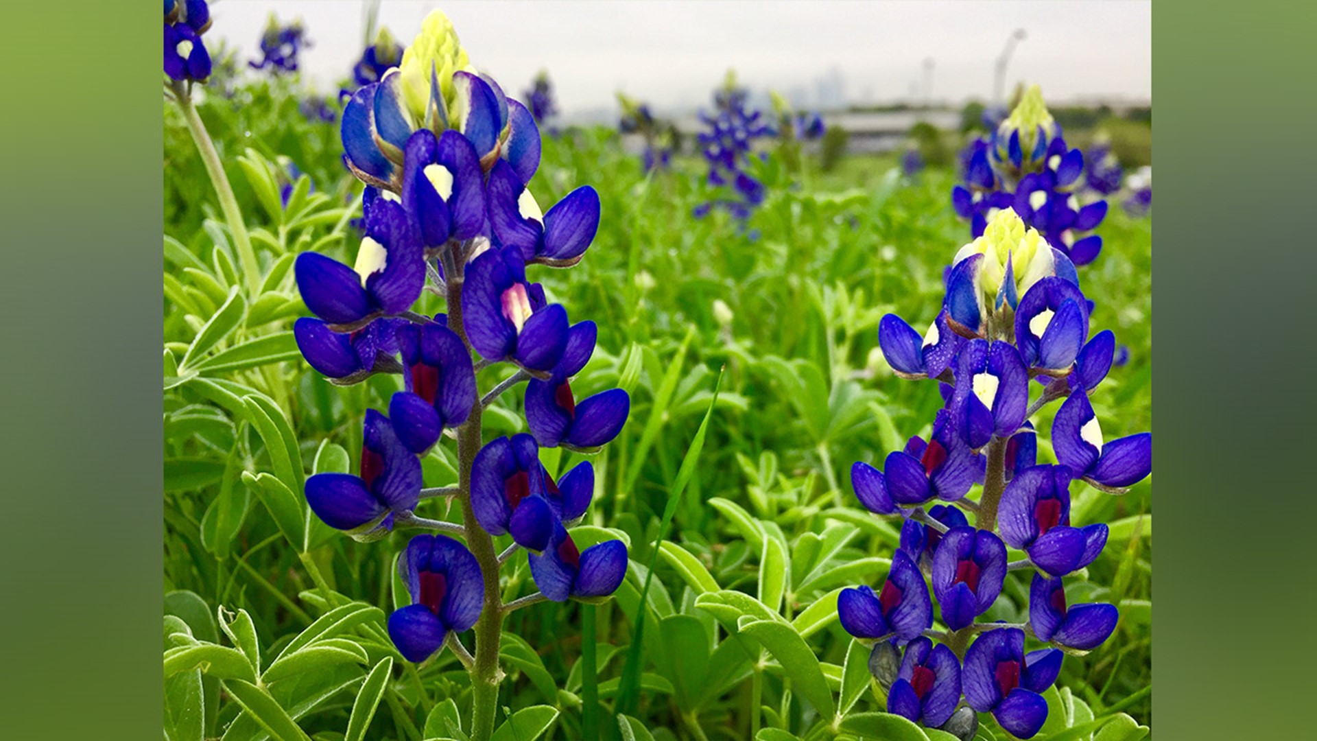 It's bluebonnet time! Where they've been spotted | wfaa.com