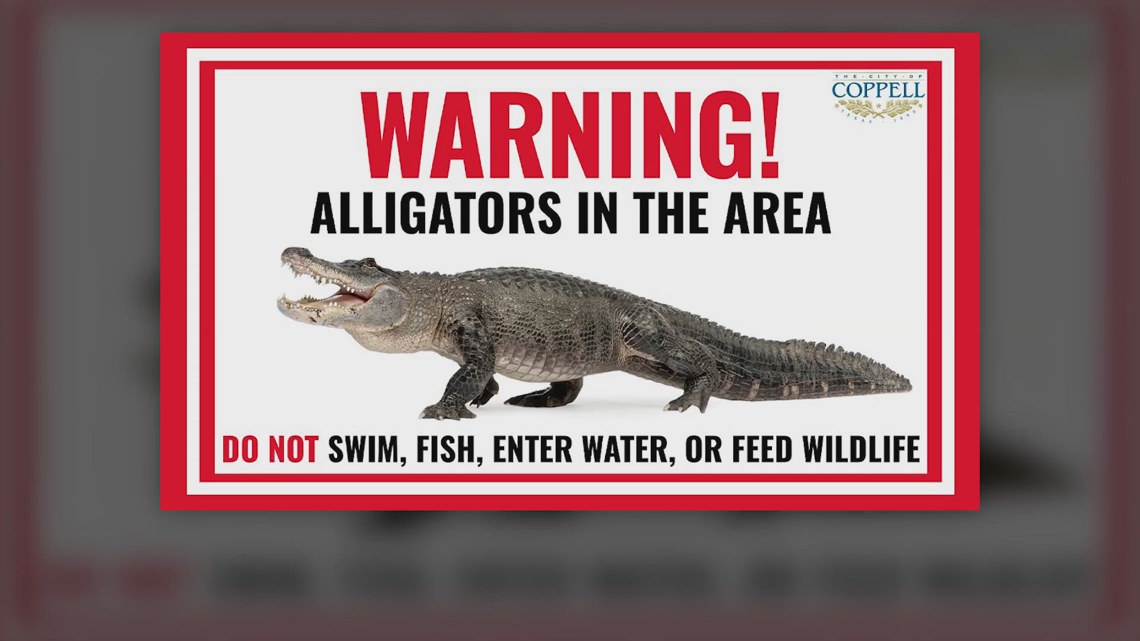 Alligator spotted in North Texas town, residents asked to keep their ...