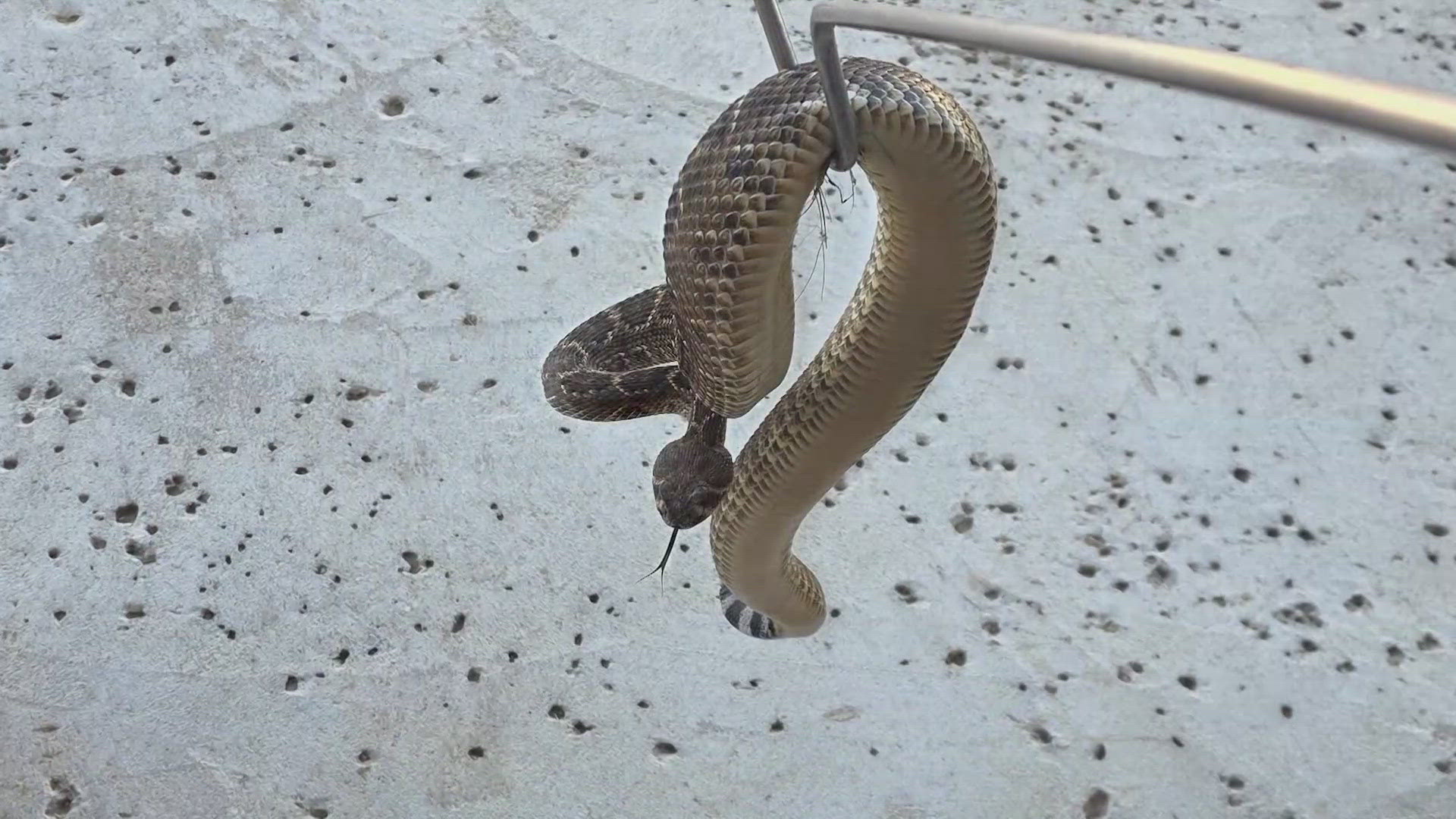 Western diamondback rattlesnake documented in Denton County for first ...