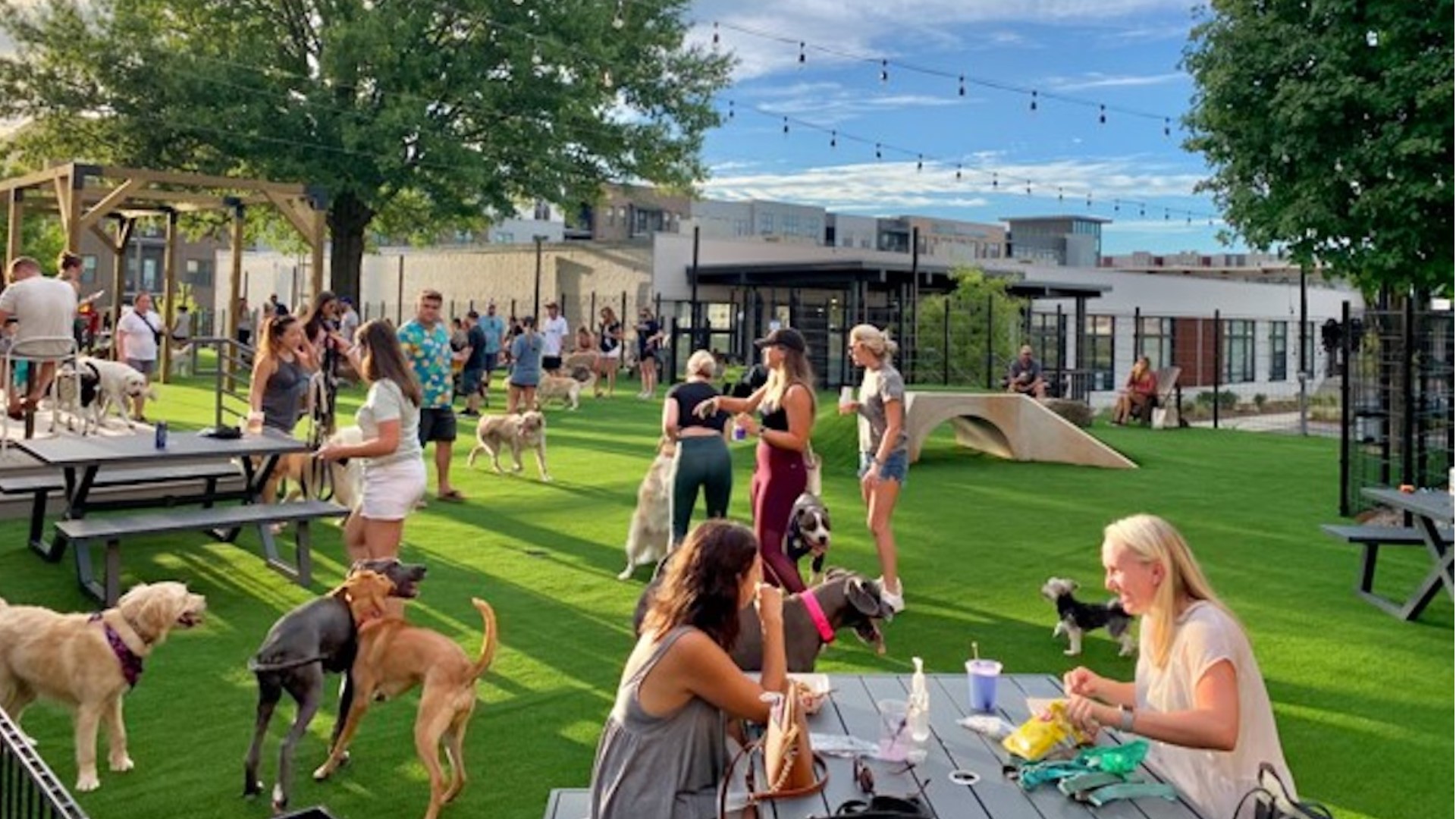 Dog care-social club concept slated to open in Dallas | wfaa.com