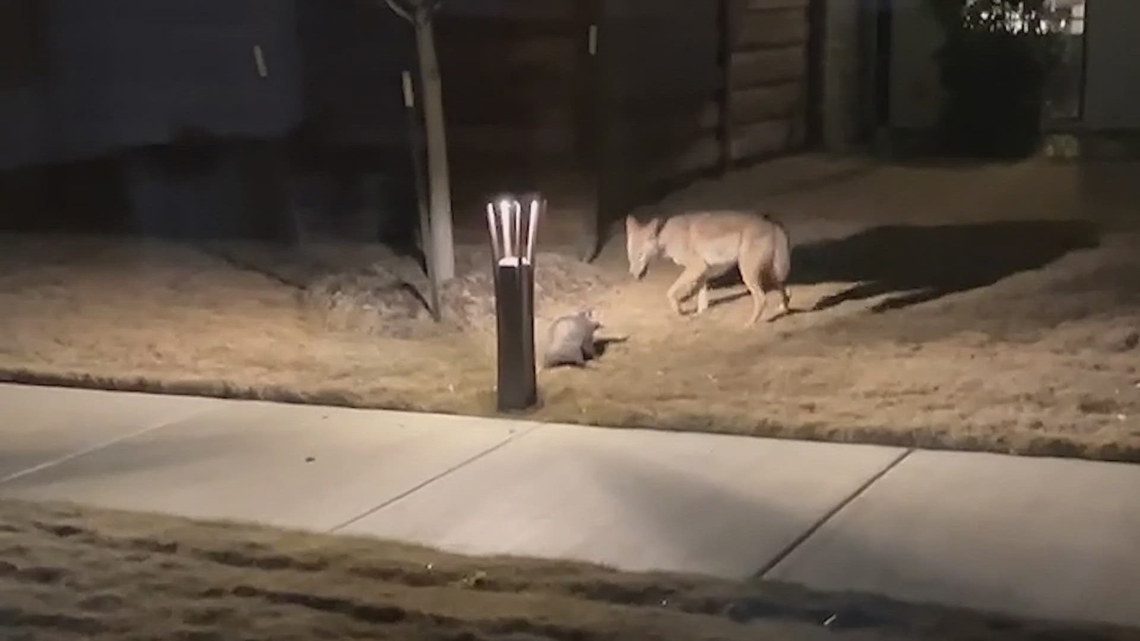 A coyote faces off with an opossum in an epic battle | wfaa.com