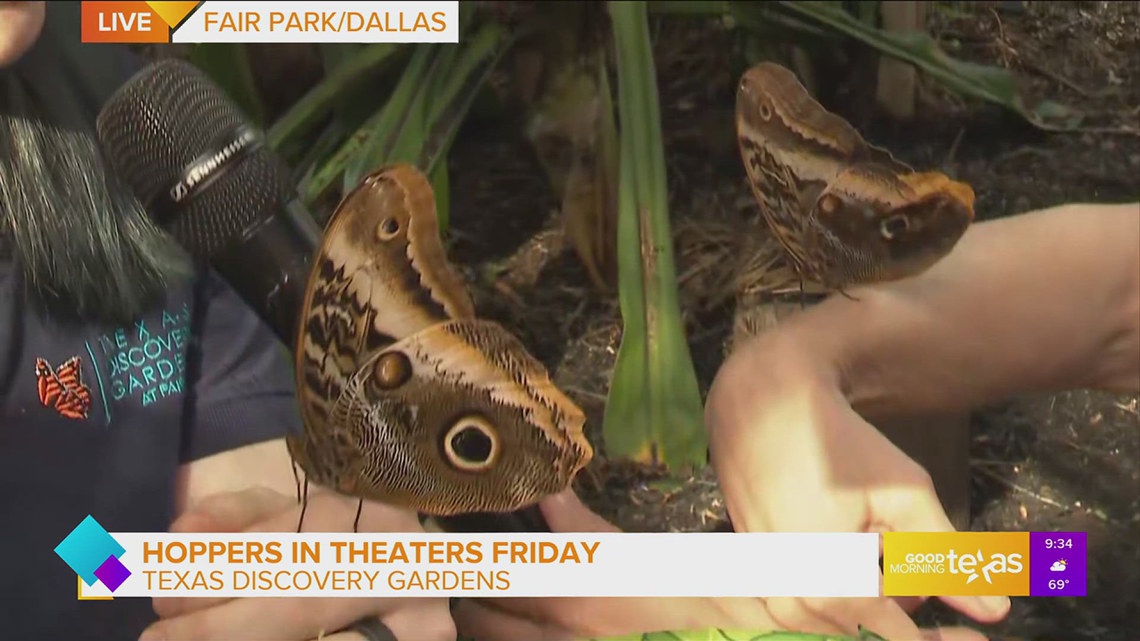 Check out butterflies in Dallas ahead of the movie 'Hoppers' release in ...