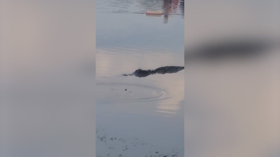Alligator traps swimmers at Texas state park | wfaa.com