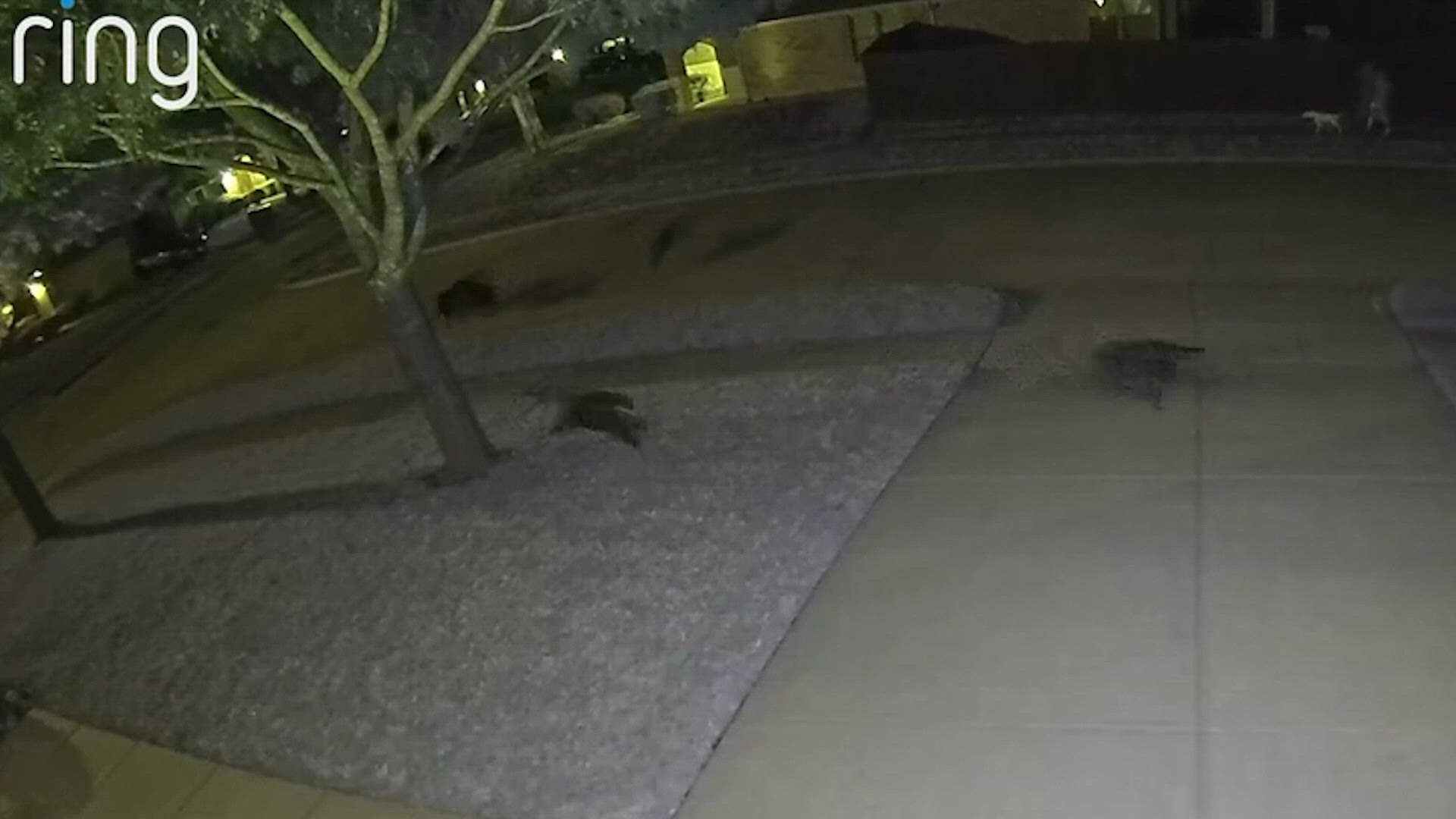 Feral hogs causing problems in Mesquite | wfaa.com