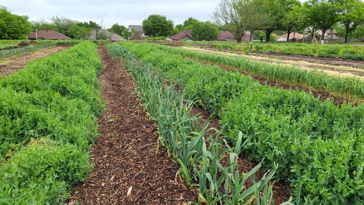 Urban farm and community center take root at repurposed Dallas church ...