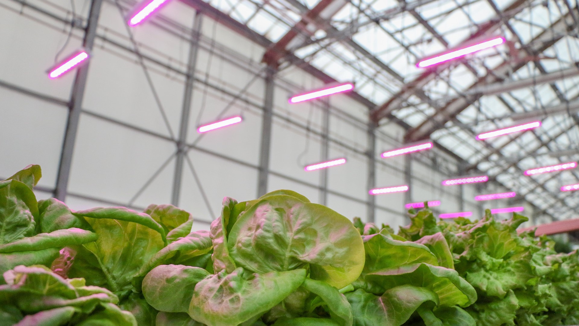 An urban farm at the State Fair of Texas produced nearly 300,000 ...