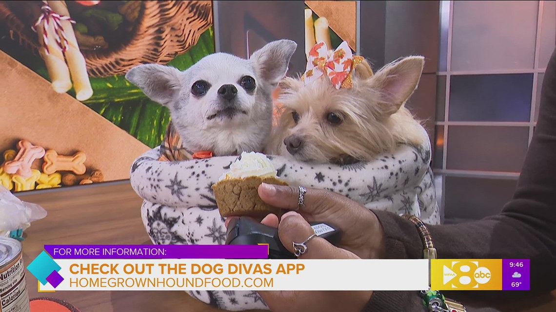 Dogs-Giving Feast | wfaa.com