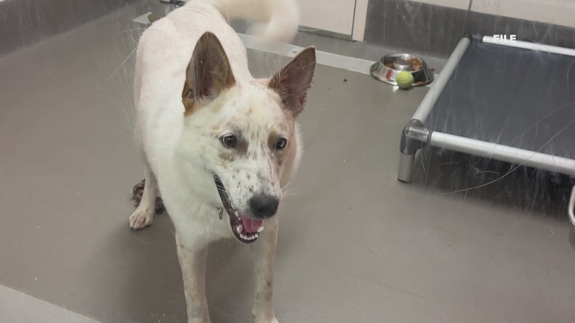 Dallas Animal Services hosts New Year's Eve event to calm shelter pets ...